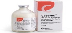 Ceporex 500mg Vial - Rosheta